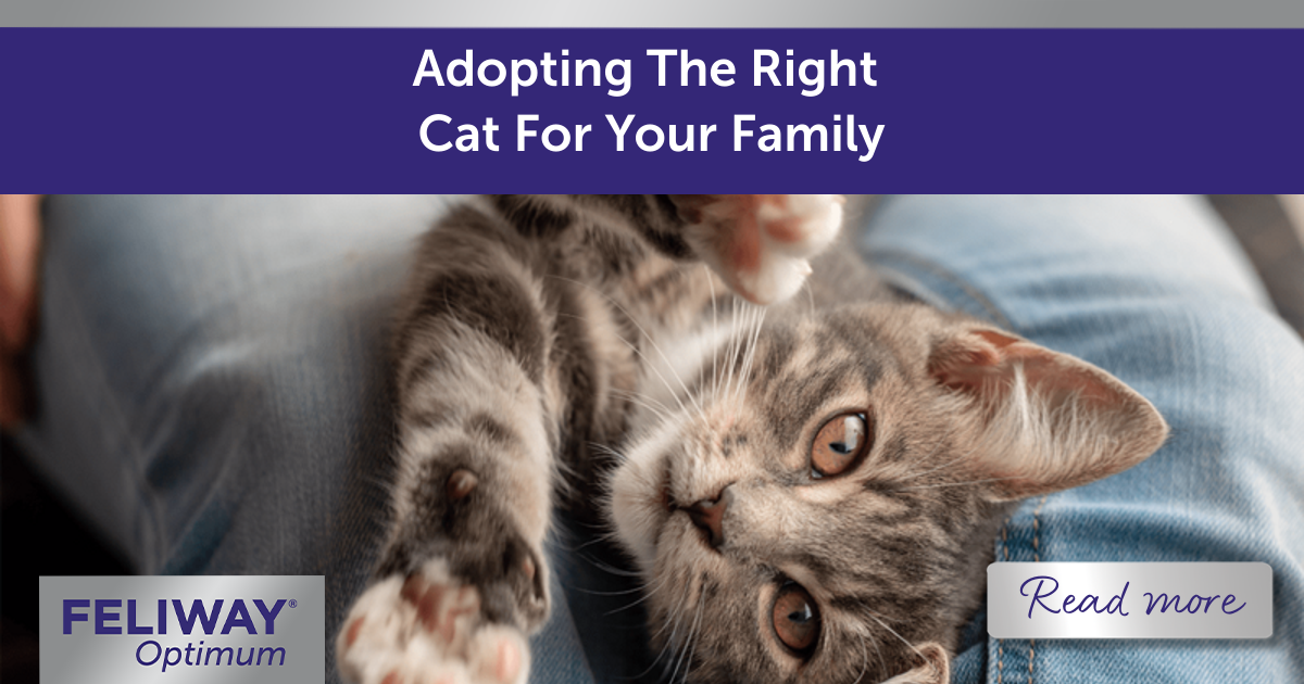 Adopting The Right Cat For Your Family | Cat Adoption Tips