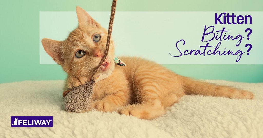 do kittens scratch