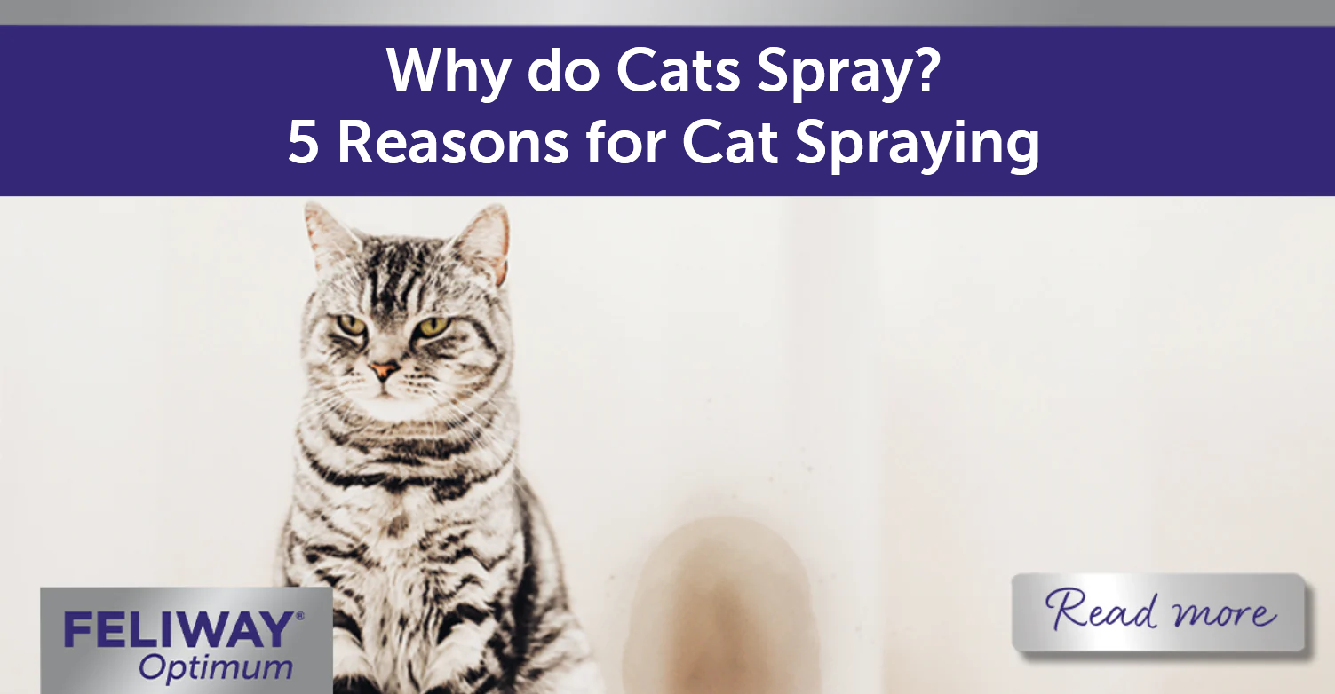 Why Do Cats Spray? 5 Reasons for Cat Spraying