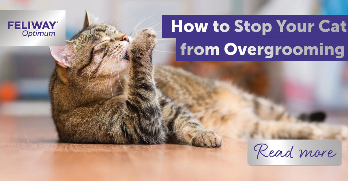 How To Stop Your Cat From Over-grooming