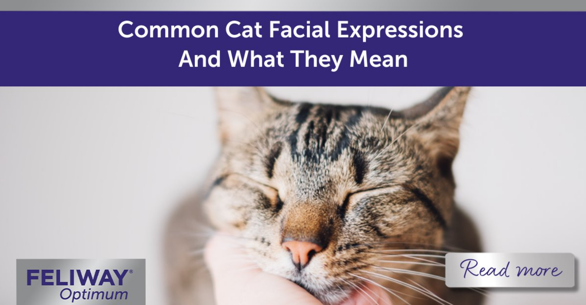 Common Cat Facial Expressions And What They Mean