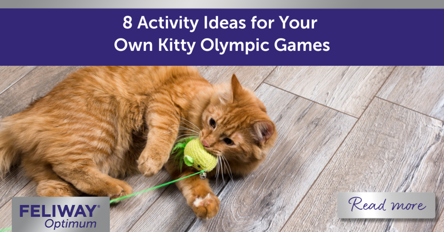 8 Activity Ideas for Your Own Kitty Olympic Games