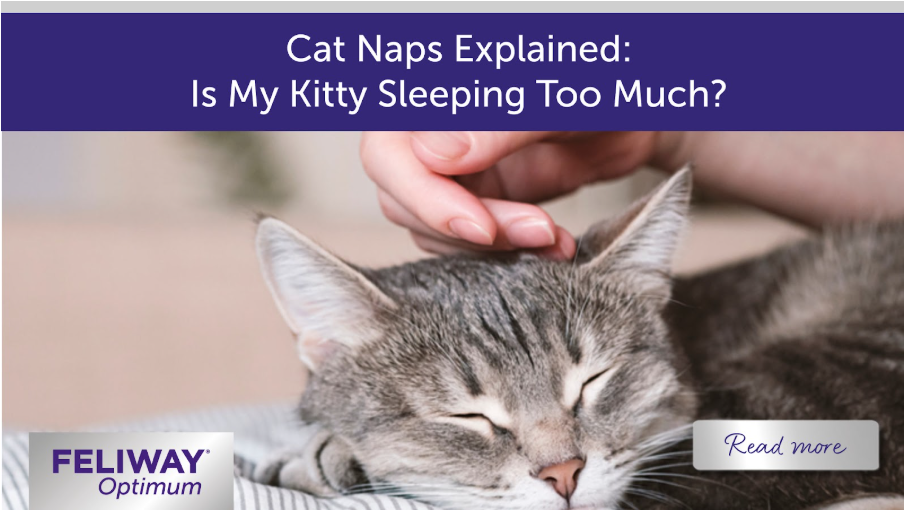 Cat Naps Explained: Is My Kitty Sleeping Too Much?