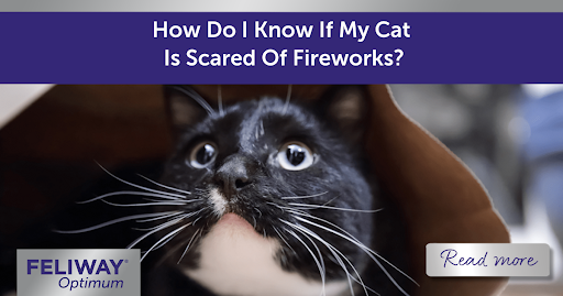 How Do I Know If My Cat Is Scared Of Fireworks? | FELIWAY