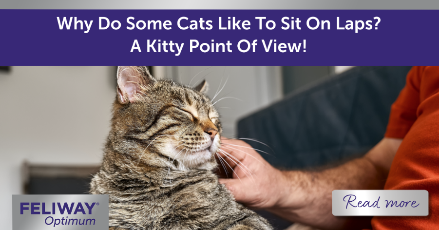 Why Do Some Cats Like To Sit On Laps? A Cat's Point Of View!