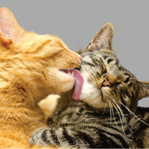 New Cat Color Discovered! Introducing the Salty Licorice