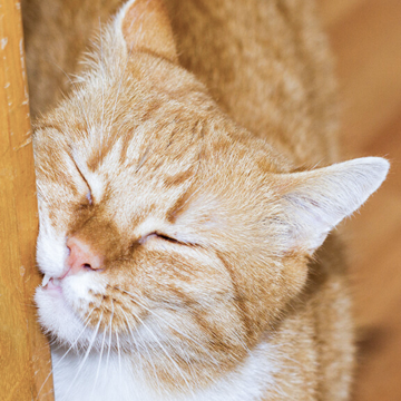 What Are Cat Pheromones? | Feline Pheromones | FELIWAY® – FELIWAY Shop